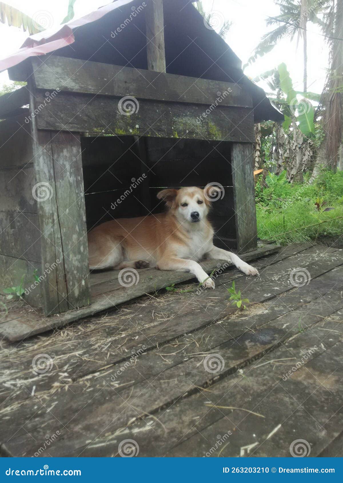 A Dog Relaxing Inside an Old House Dog Stock Photo - Image of house ...