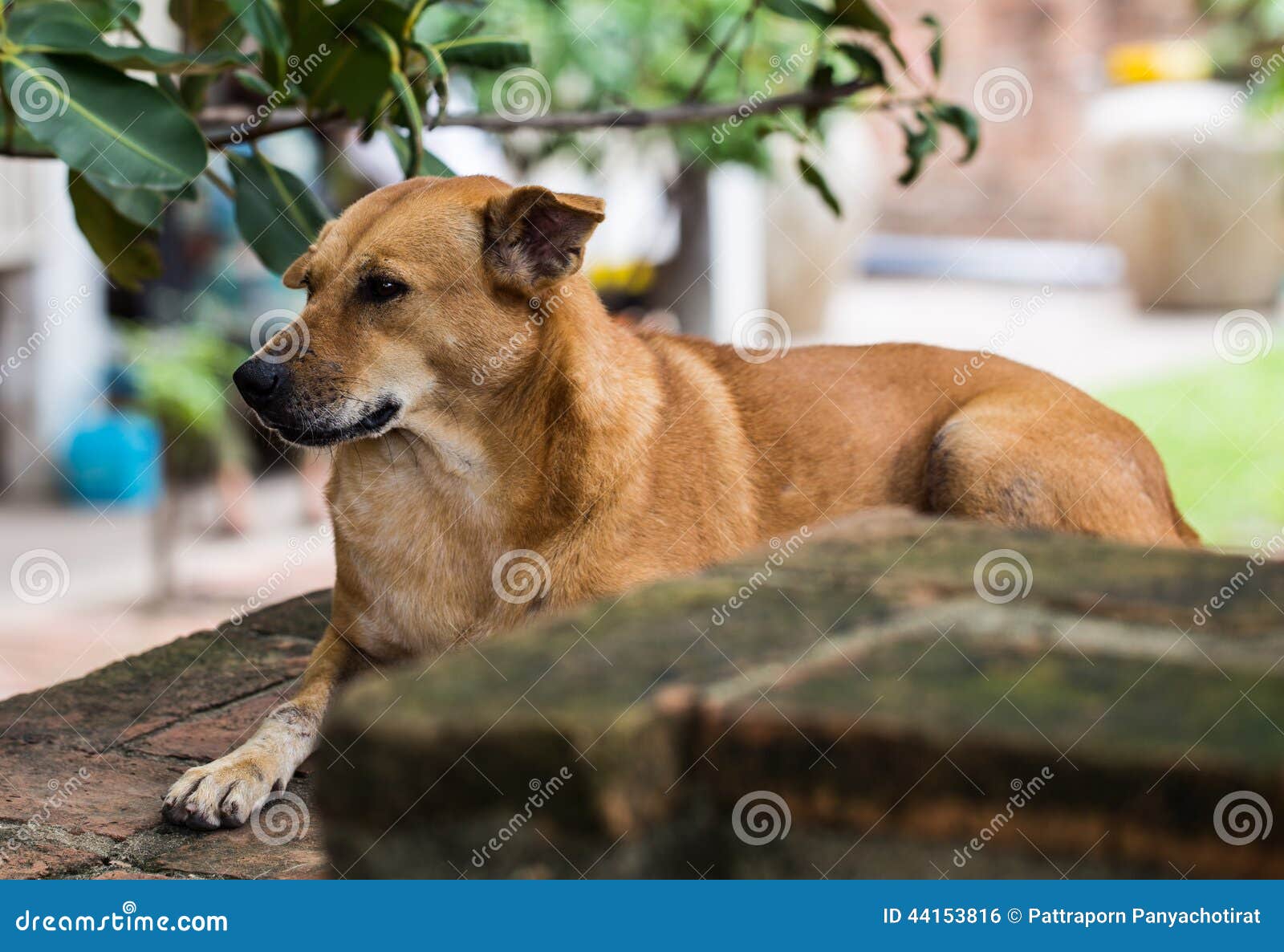 Dog relaxing under a tree stock photo. Image of candid - 44153816
