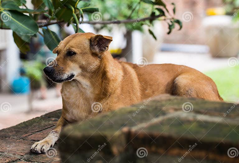 Dog relaxing under a tree stock photo. Image of candid - 44153816