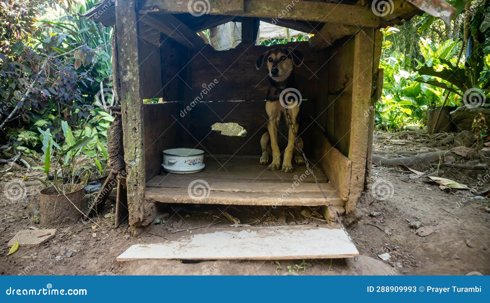 A Dog is Relaxing Under a Tree in the Garden Stock Image - Image of ...