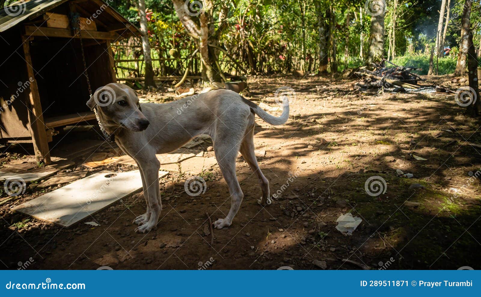 A Dog is Relaxing Under a Tree in the Garden Stock Image - Image of ...