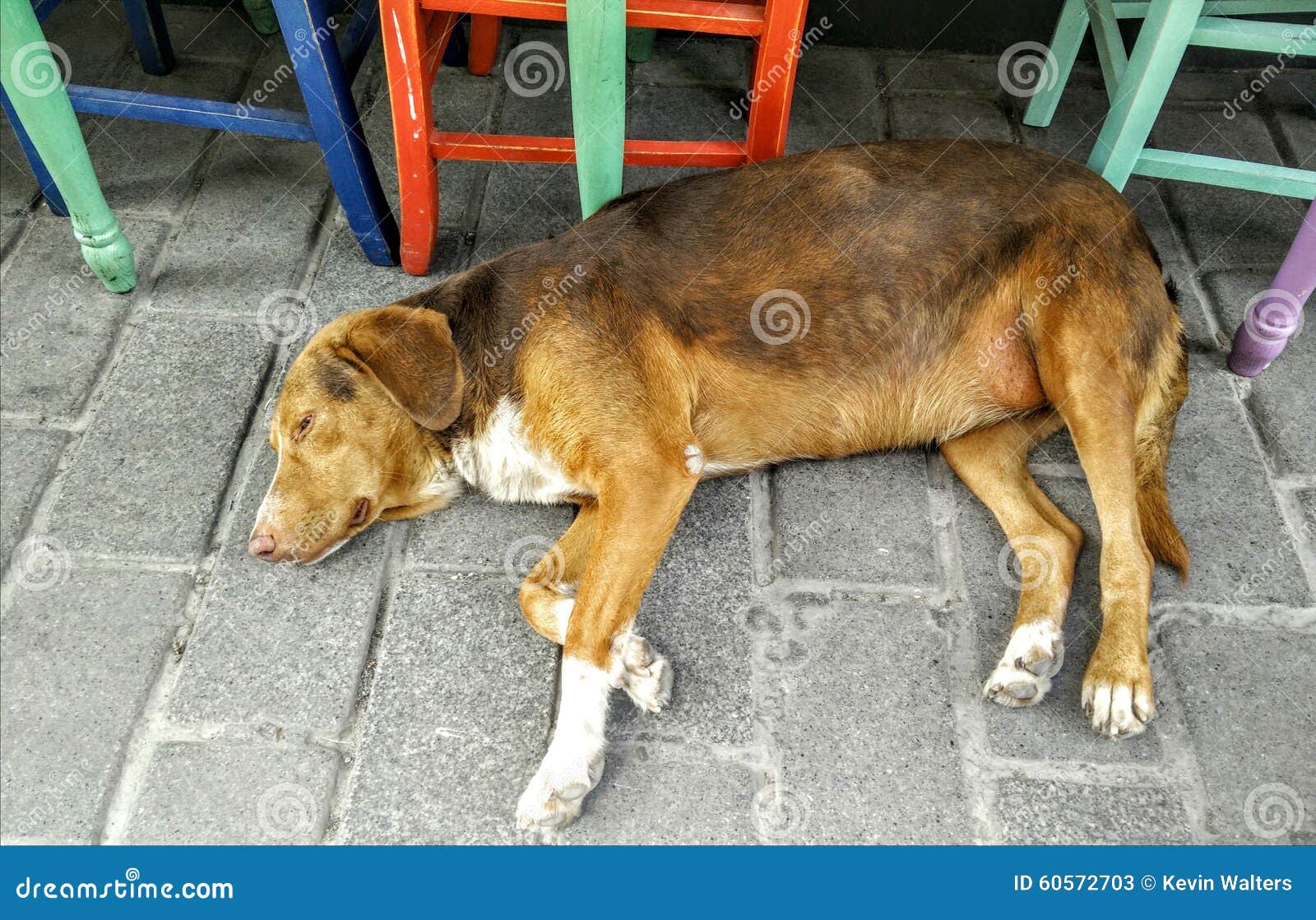 Dog at Rest stock image. Image of lazy, falling, tired - 60572703