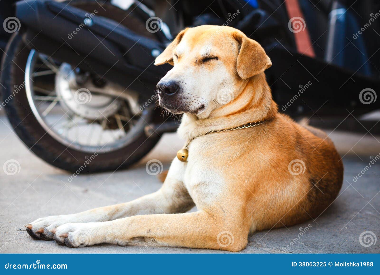 Dog rest on the road stock image. Image of concrete, empty - 38063225