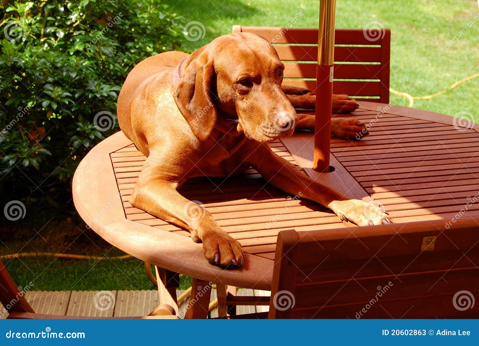 Dog resting stock image. Image of resting, wood, nature - 20602863