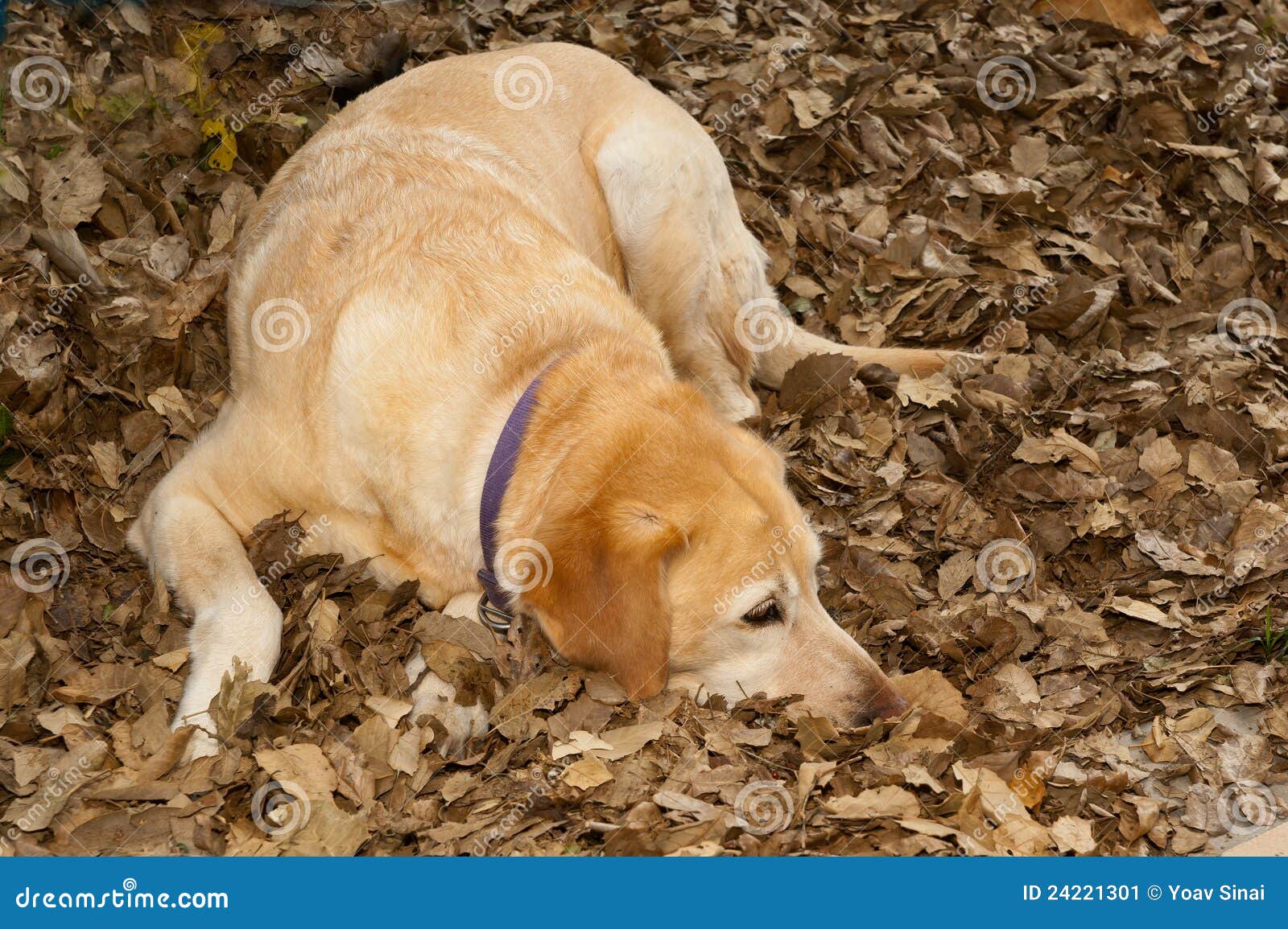 Dog resting stock image. Image of animal, lies, rest - 24221301