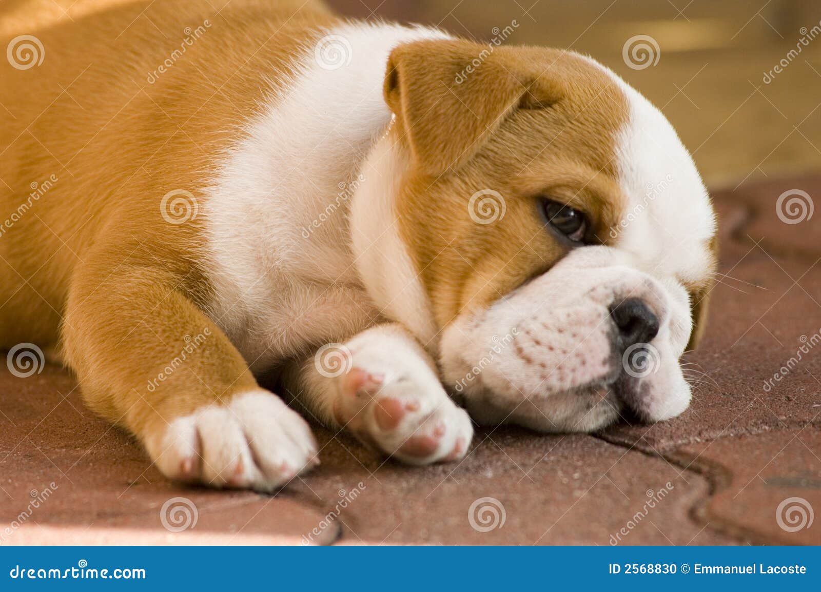 Dog resting stock photo. Image of resting, boredom, puppy - 2568830