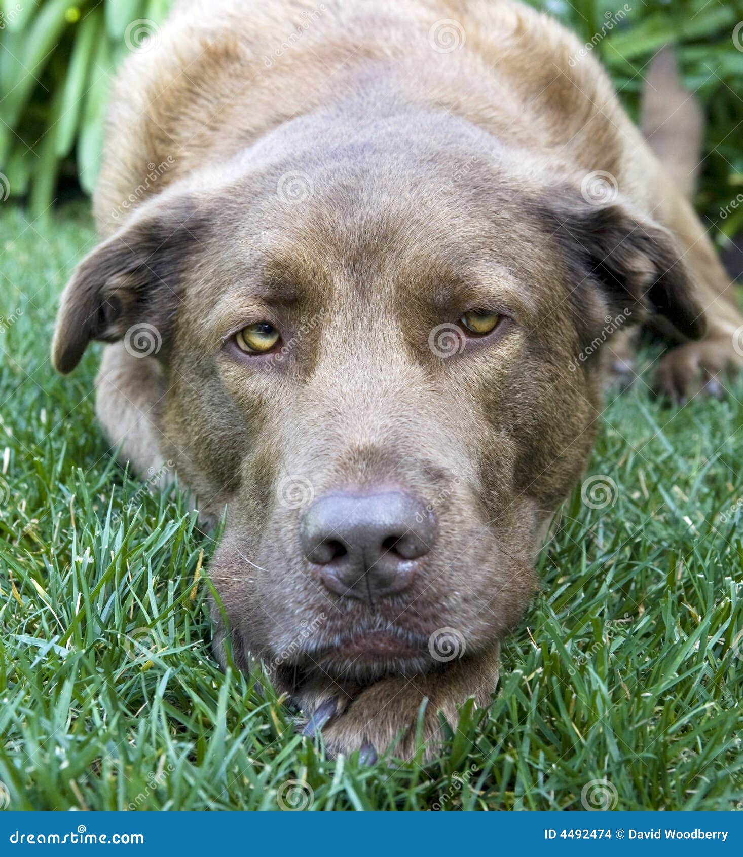Dog resting stock photo. Image of retriever, grass, chesapeake - 4492474