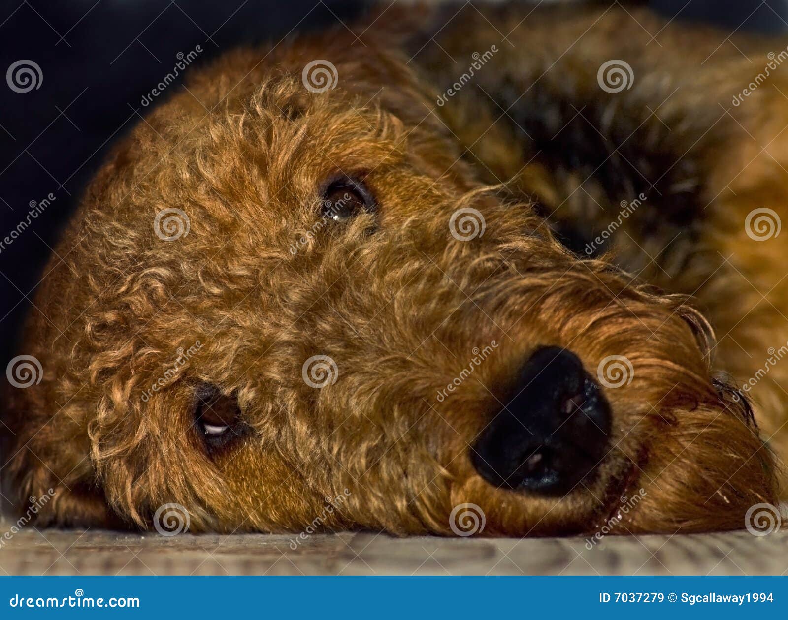 Dog resting close up stock image. Image of indoors, domestic - 7037279