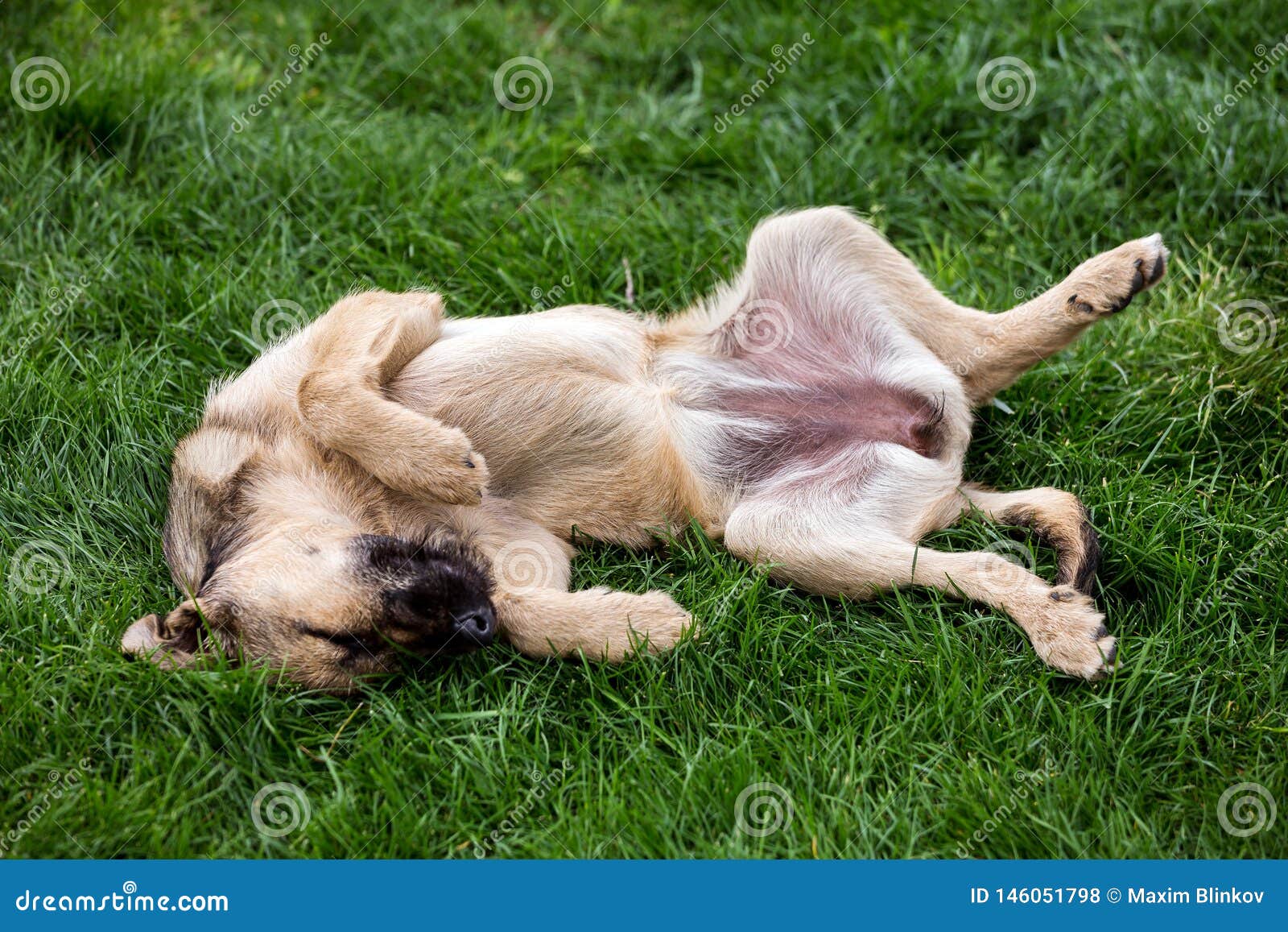 Dog resting on grass stock photo. Image of paws, funny - 146051798