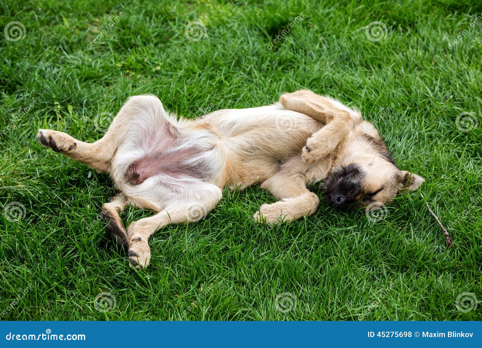 Dog resting on grass stock photo. Image of cute, outdoor - 45275698
