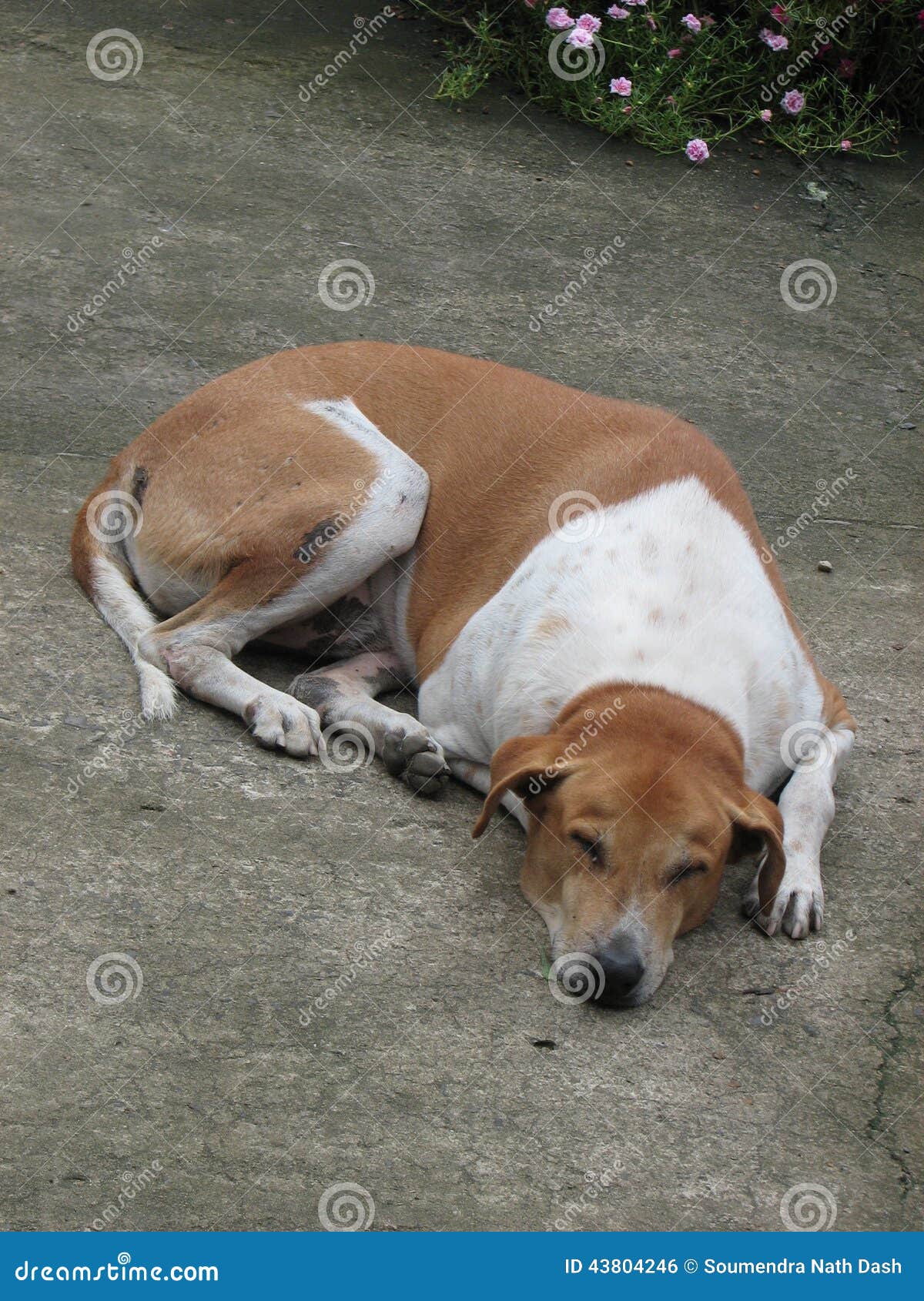 Dog resting on the ground stock photo. Image of ground - 43804246