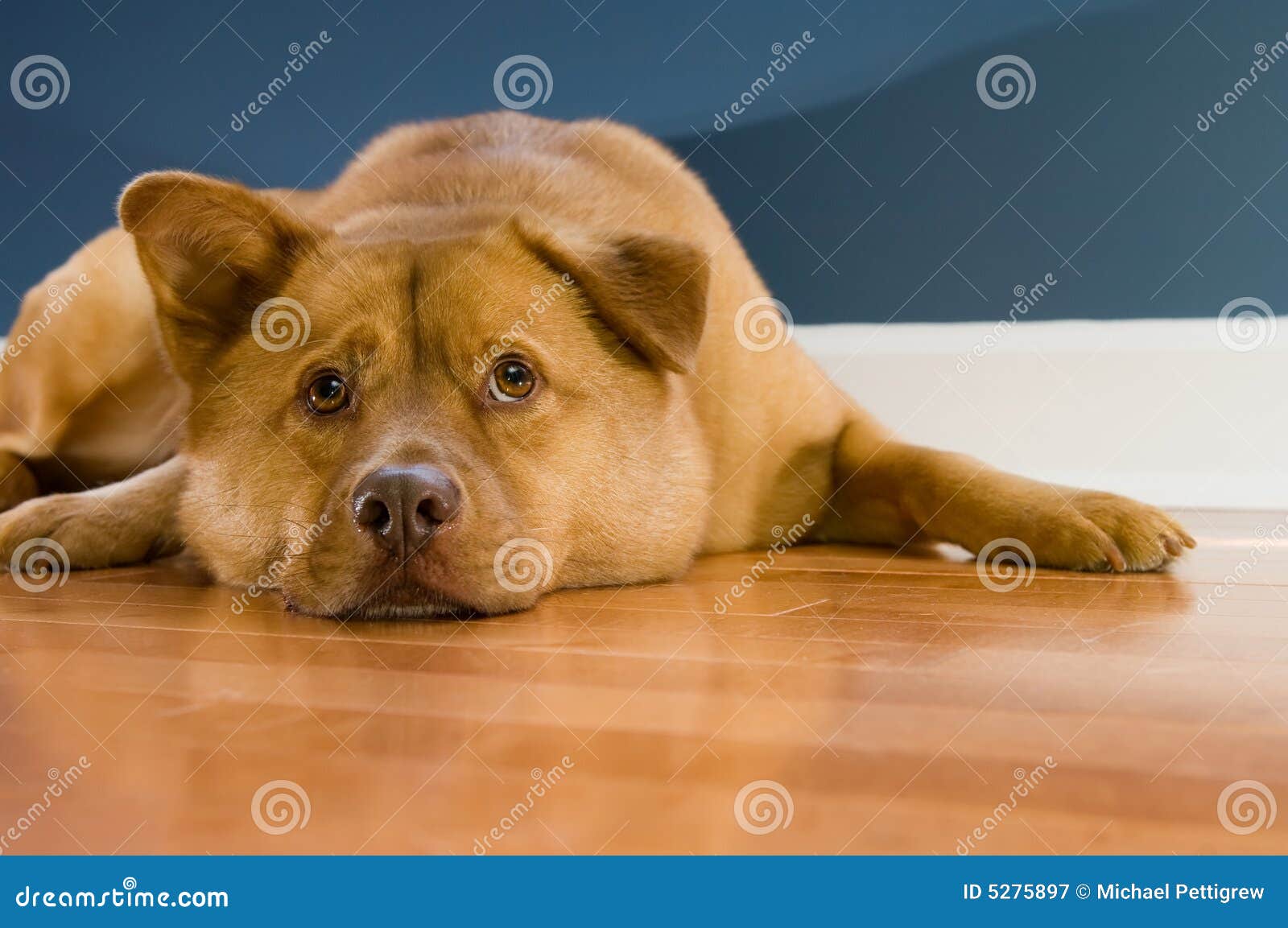 Dog Resting on Hardwood Floor Stock Image - Image of mixed, asleep: 5275897