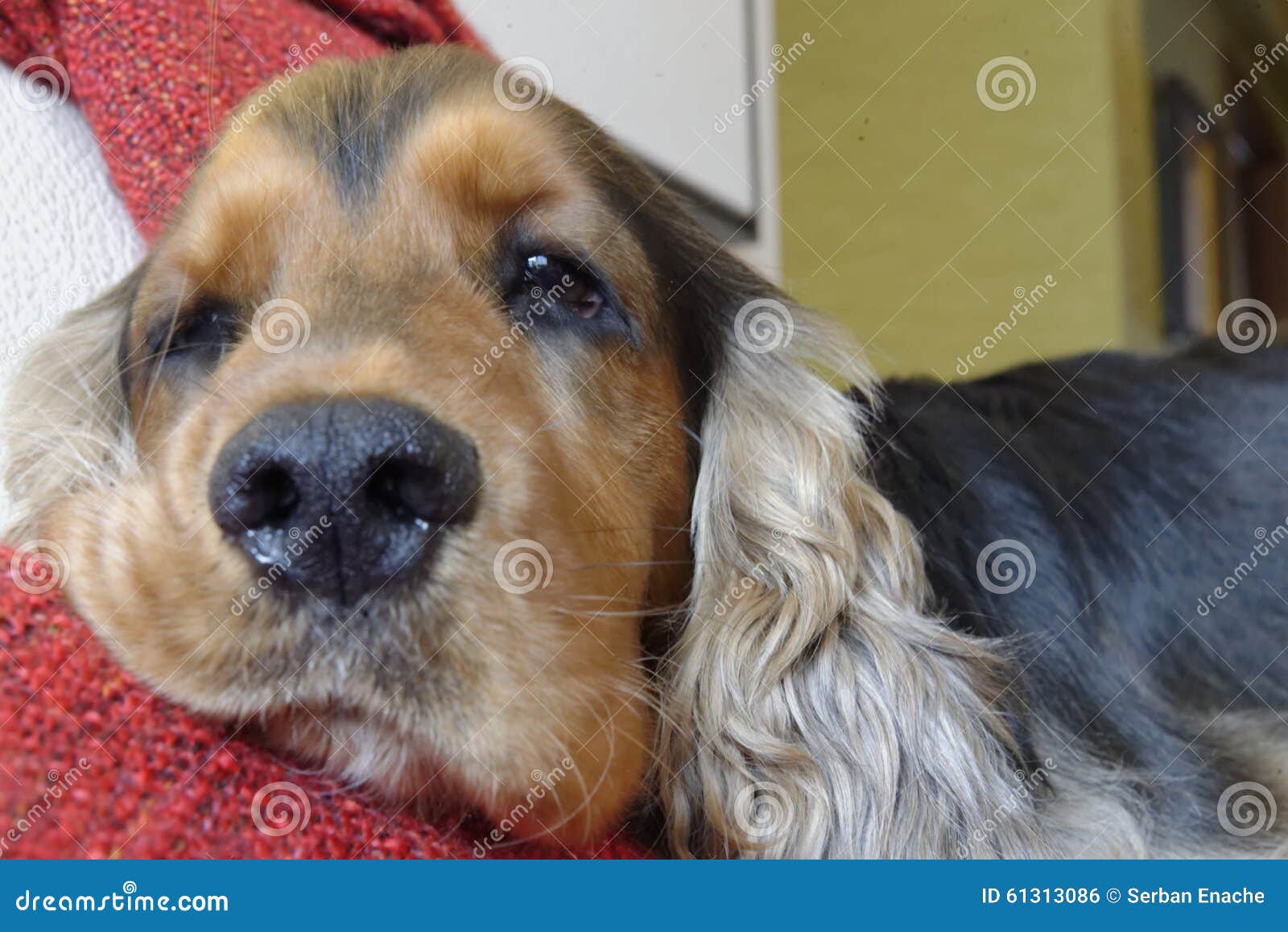 Afghan Spaniel Stock Photos - Free & Royalty-Free Stock Photos from ...