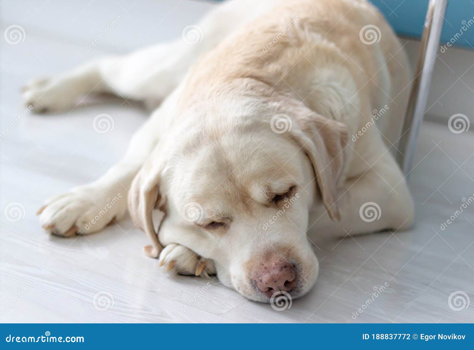 Dog is Resting on the Kitchen Floor. Labrador Retriever Portrait Stock ...
