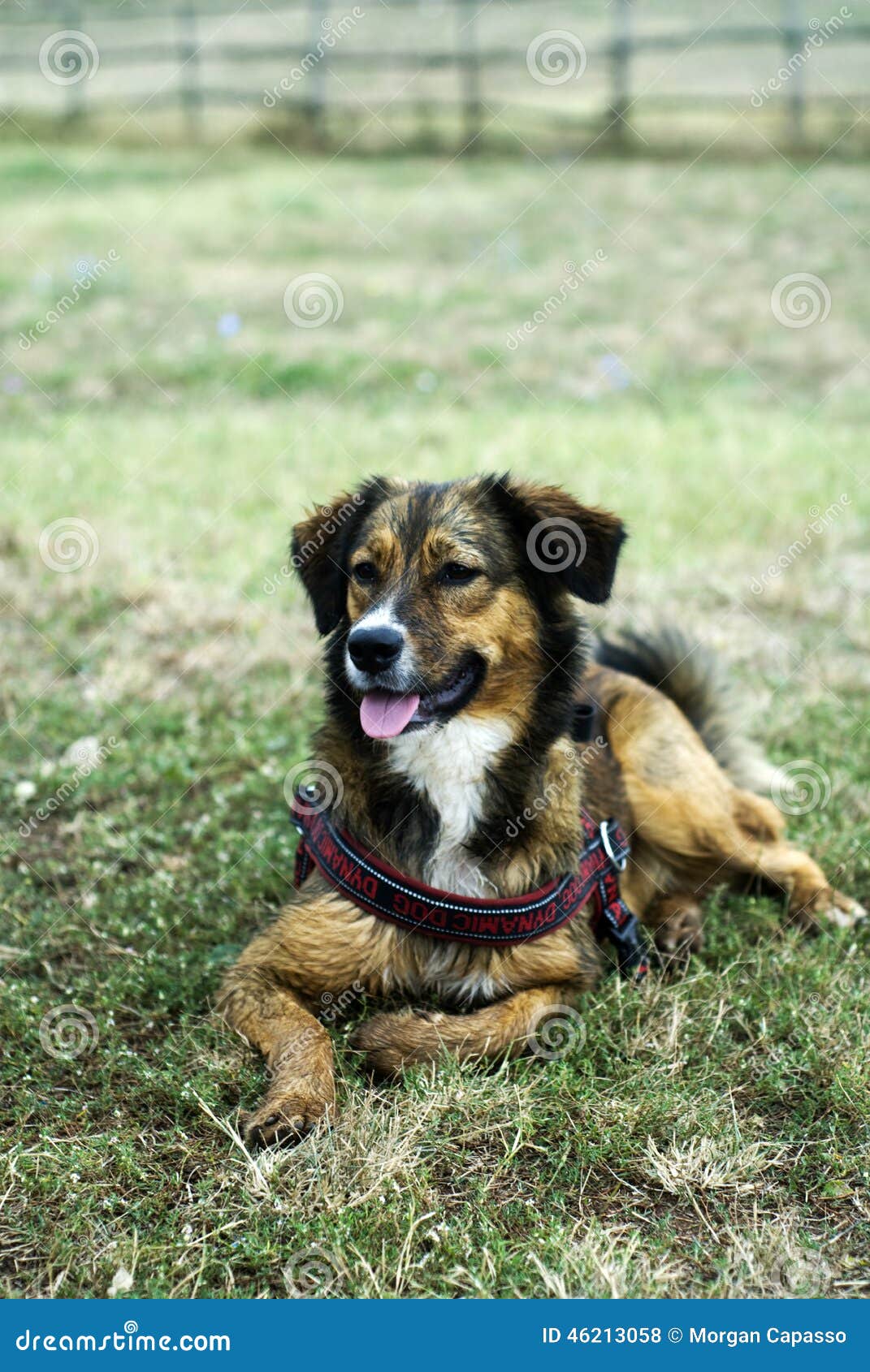 Dog resting outdoor stock photo. Image of garden, green - 46213058