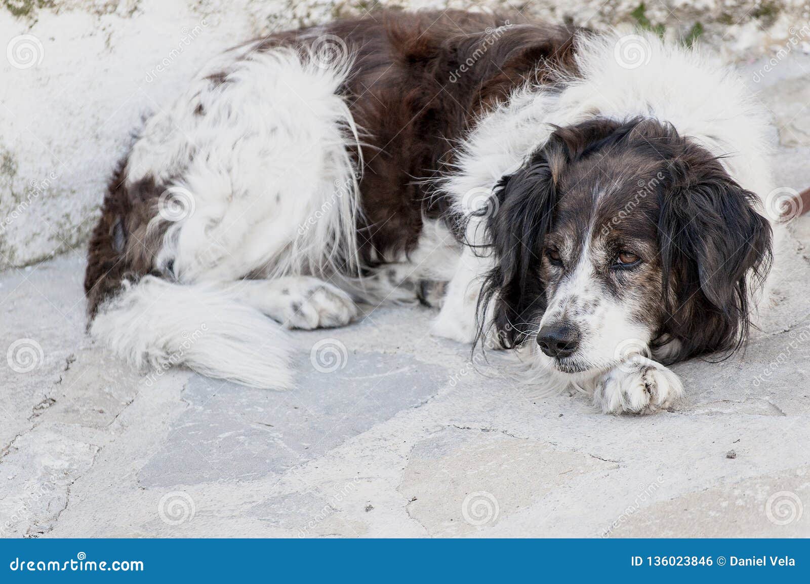Dog Resting Pacefully on the Ground Stock Photo - Image of portrait ...