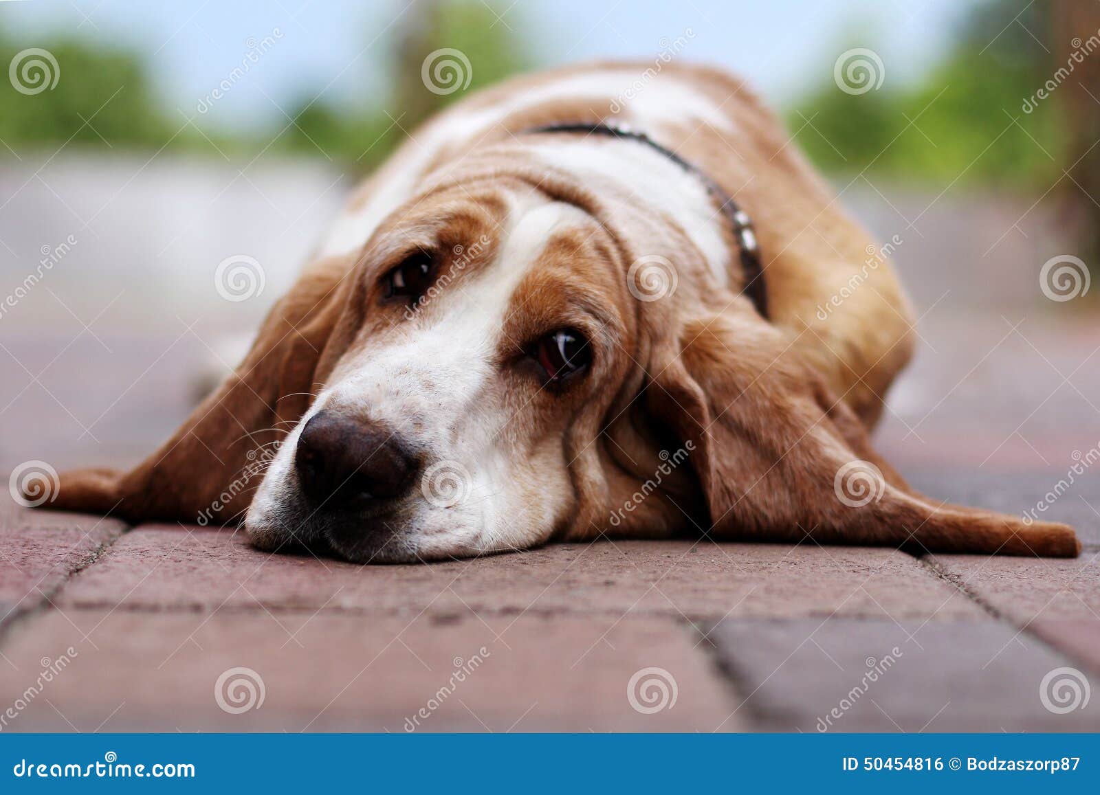 Dog resting stock photo. Image of pets, bassethound, color - 50454816