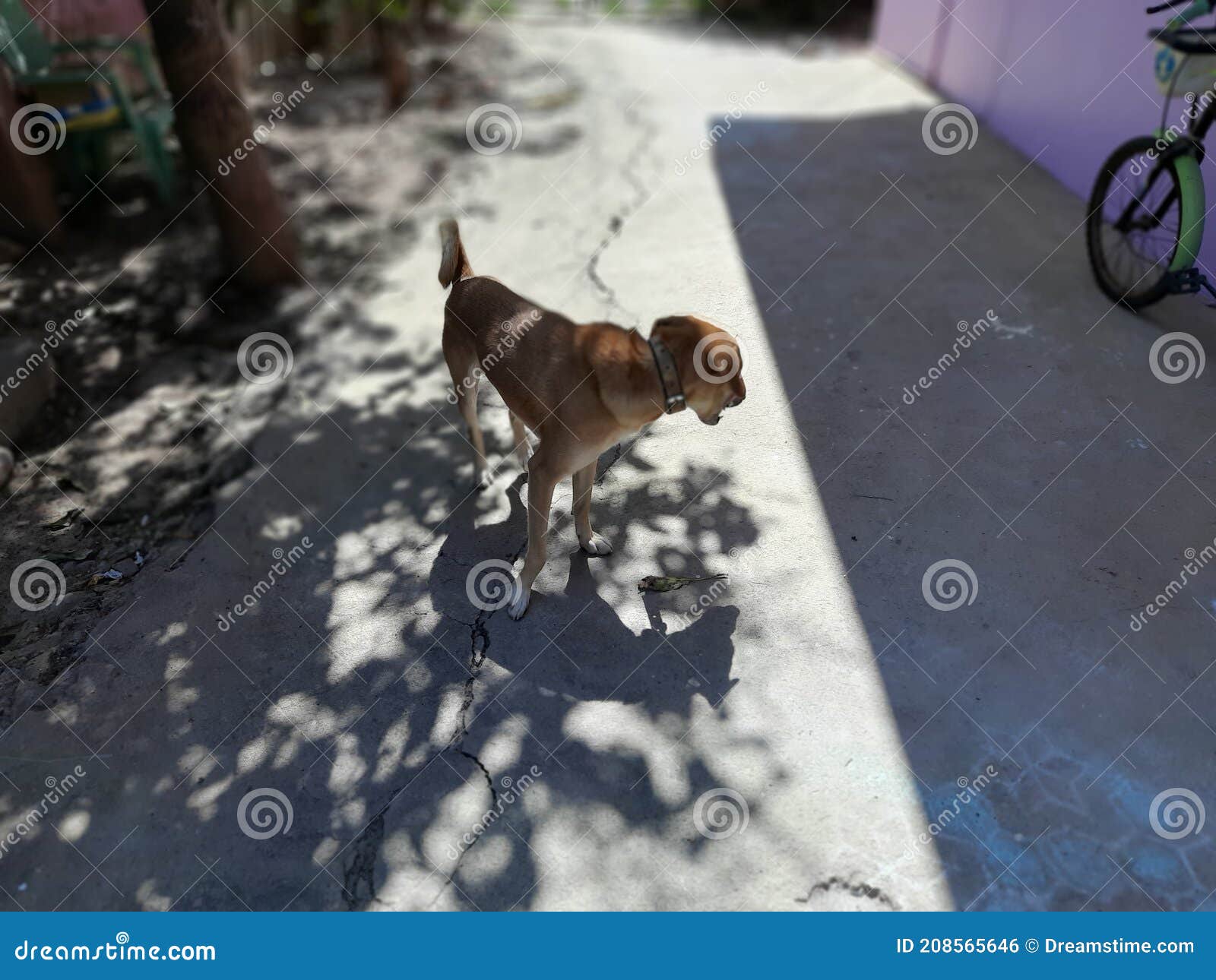 Dog resting in shade stock photo. Image of shade, animal - 208565646