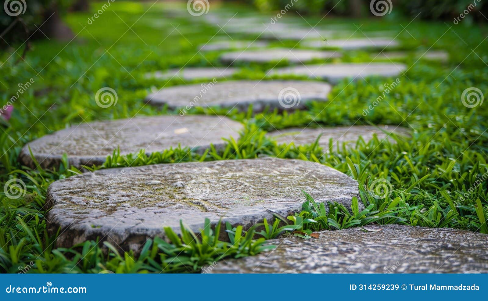 A Dog Resting on a Stone Pathway in Lush Green Grass Stock Image ...