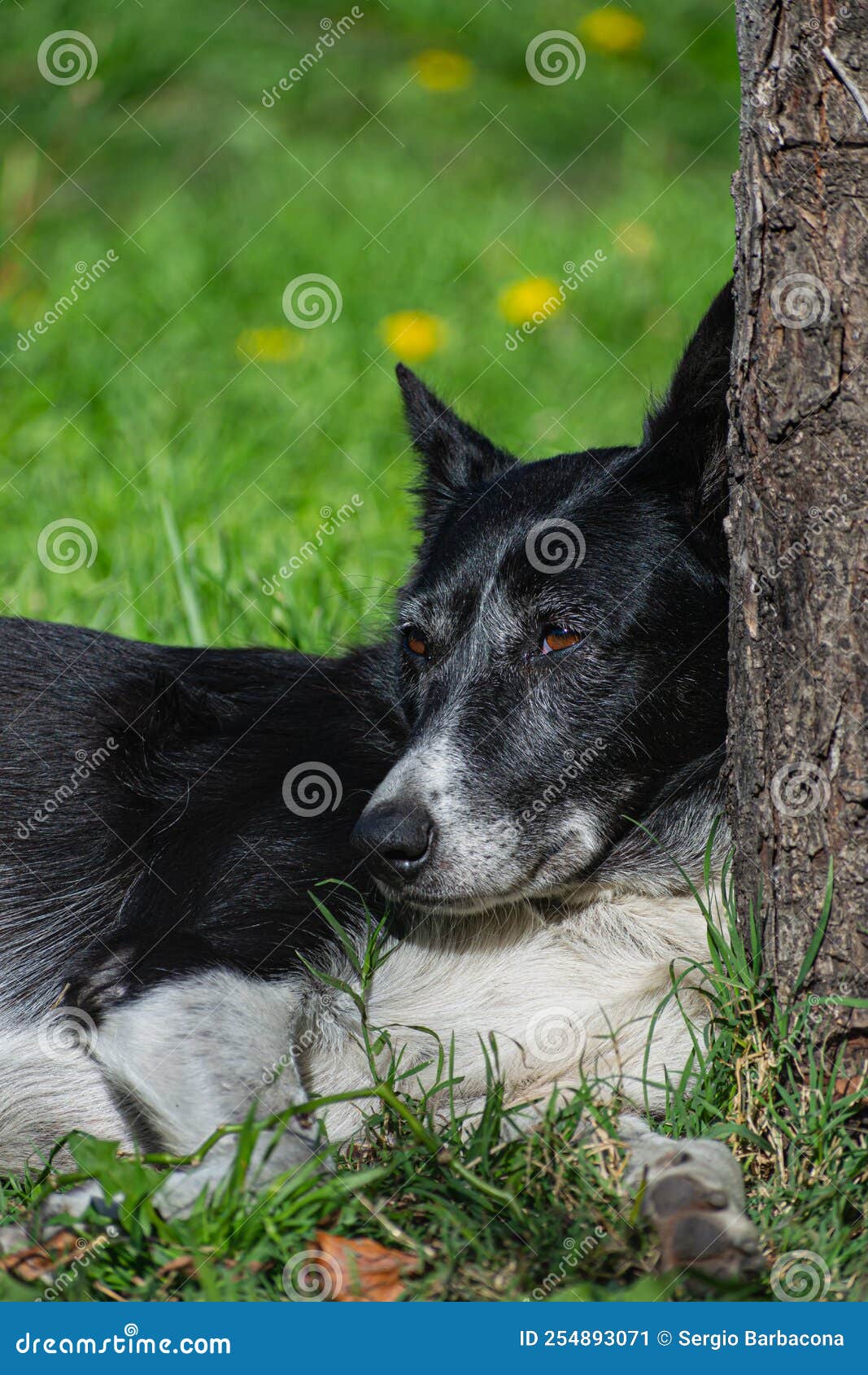 Dog Resting on Tree in a Natural Environment Stock Image - Image of ...