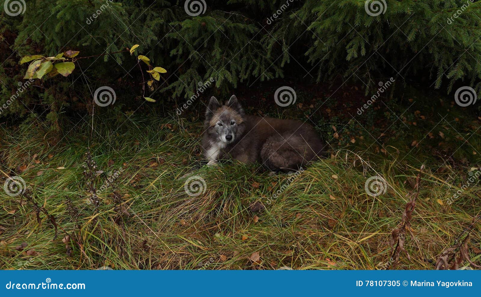 Dog Resting Under Spruce in a Clearing in the Autumn Forest Stock Image ...