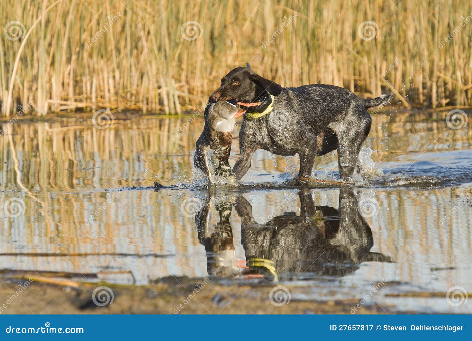 Dog Retrieving a duck stock image. Image of decoy, decoying - 27657817