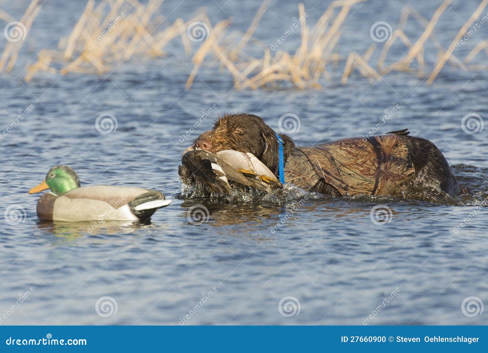 Dog Retrieving a duck stock photo. Image of wirehair - 27660900
