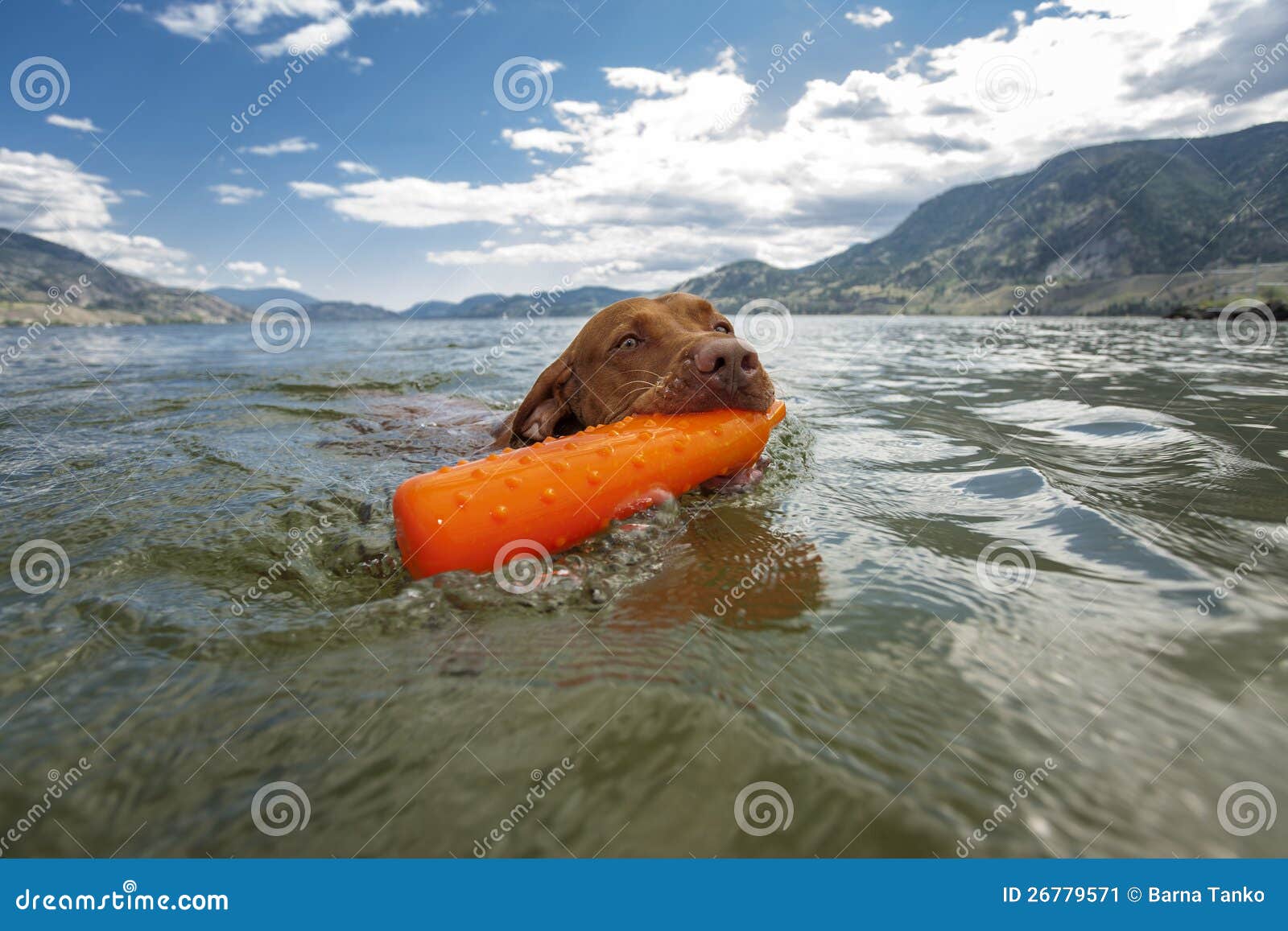 1,224 Water Dummy Stock Photos - Free & Royalty-Free Stock Photos from ...