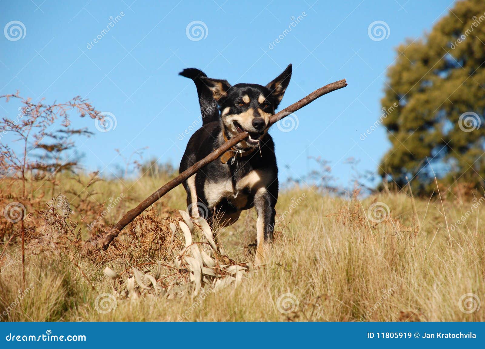 Dog Retrieving a Stick in Australian Bush Stock Image - Image of ...