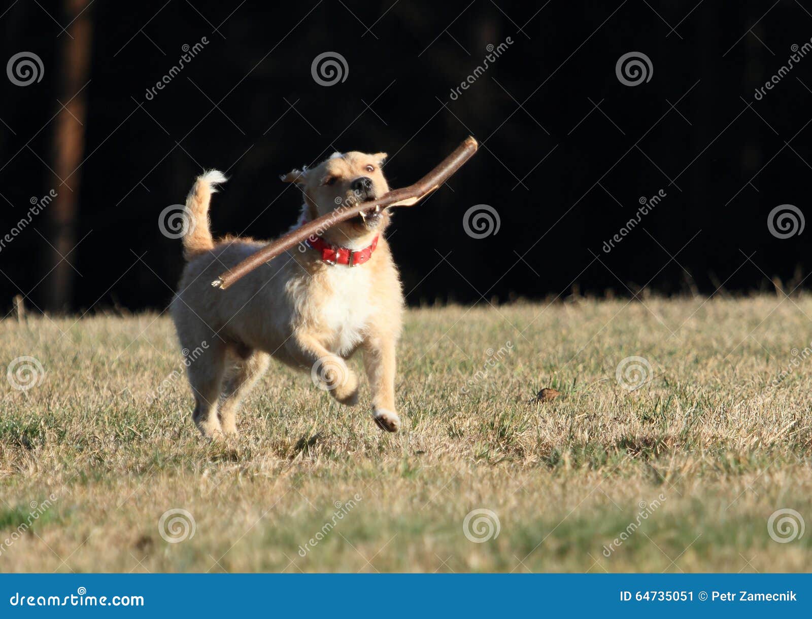 Dog retrieving a stick stock image. Image of exercise - 64735051