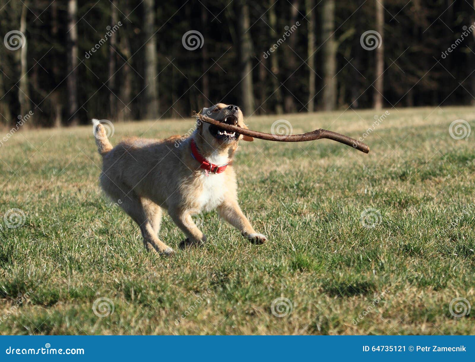 Dog retrieving a stick stock image. Image of playing - 64735121
