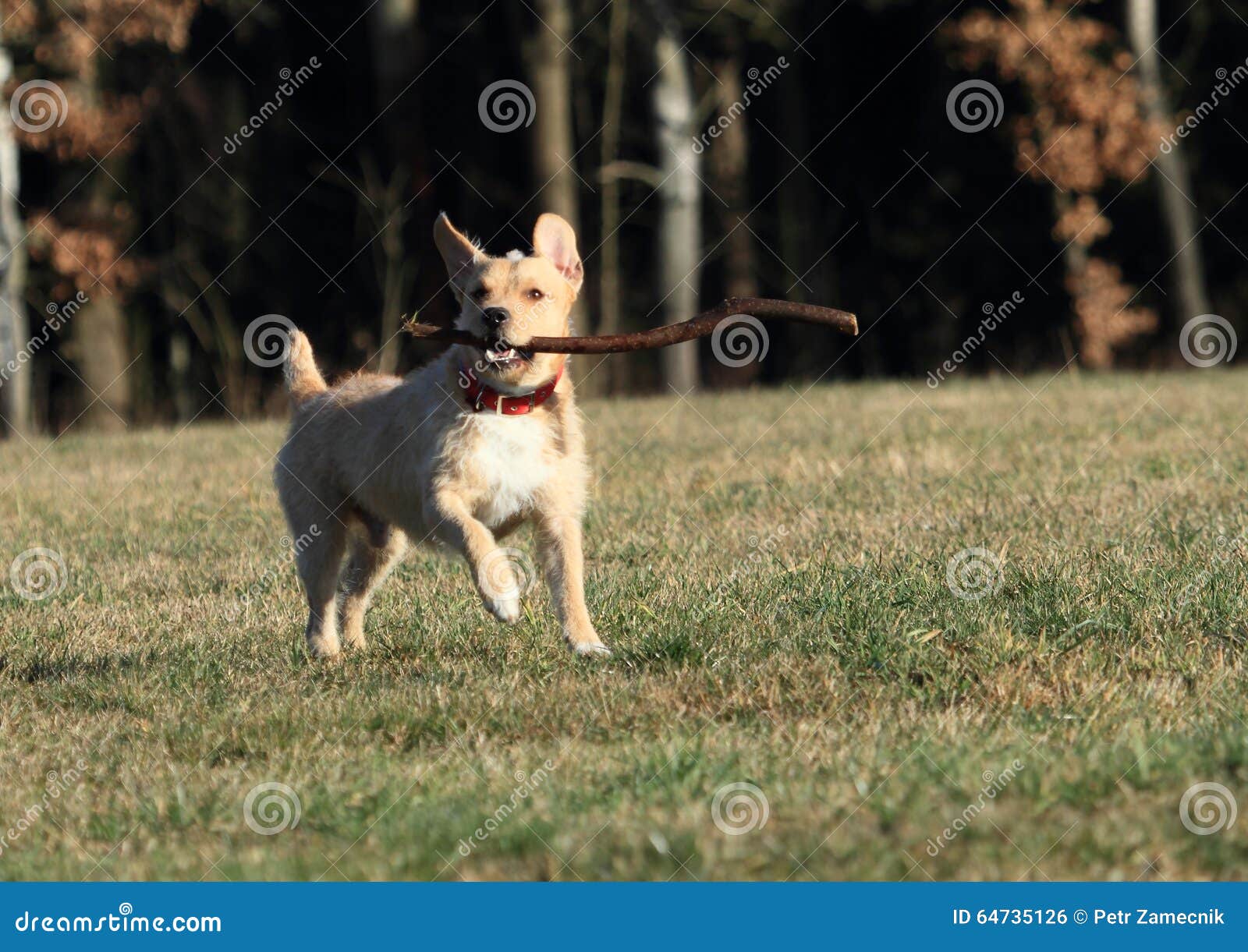Dog retrieving a stick stock photo. Image of playing - 64735126