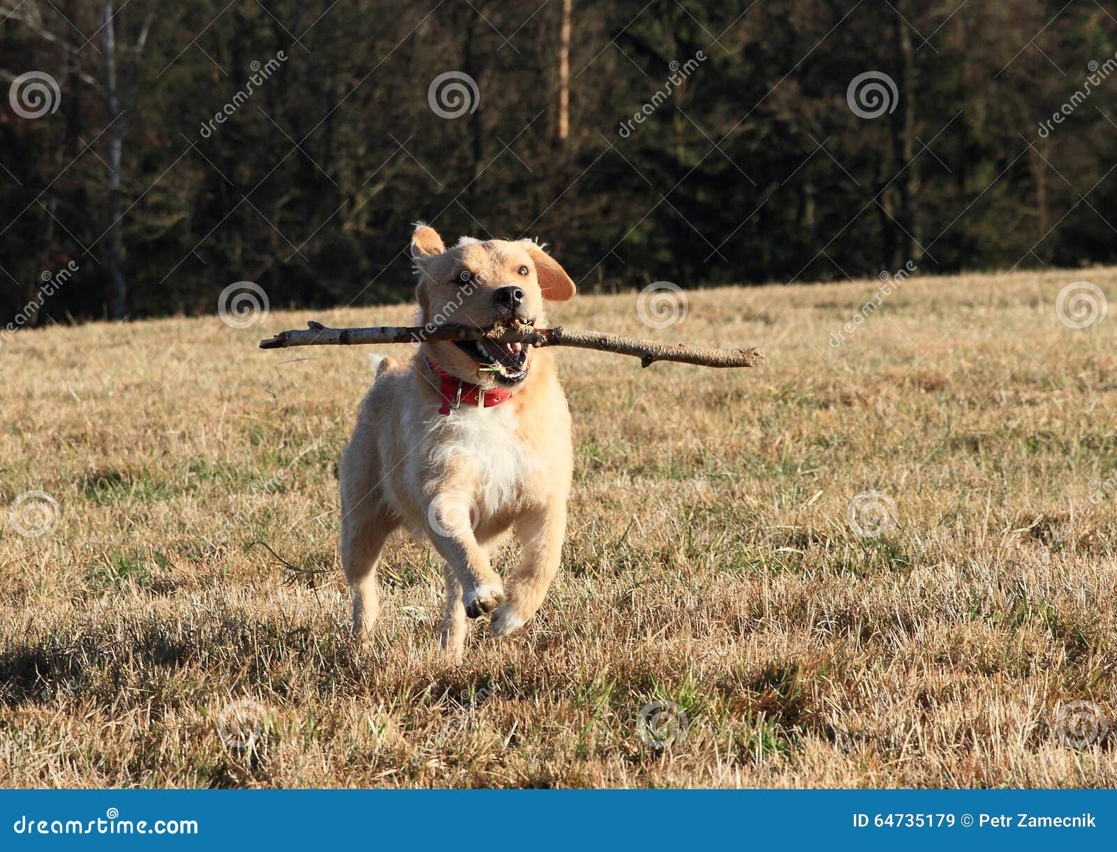 Dog retrieving a stick stock image. Image of retrieving - 64735179