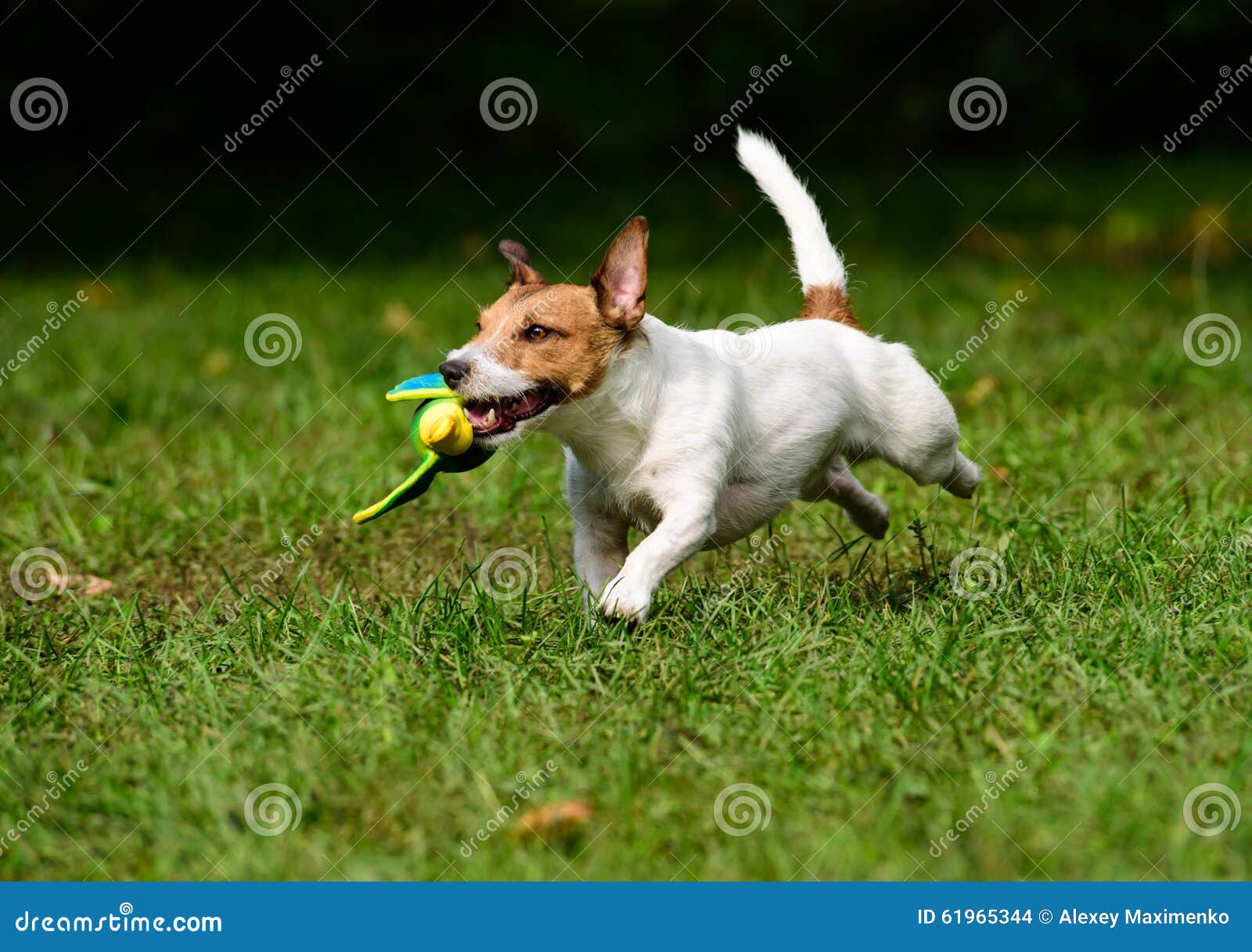 Dog retrieving a toy duck. stock photo. Image of animal - 61965344