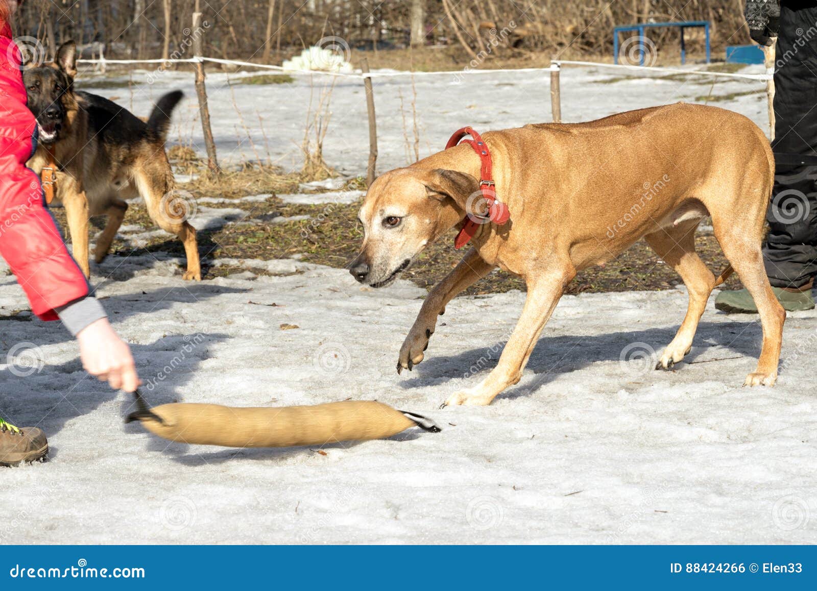 Dog stock photo. Image of people, sheepdog, african, canine - 88424266