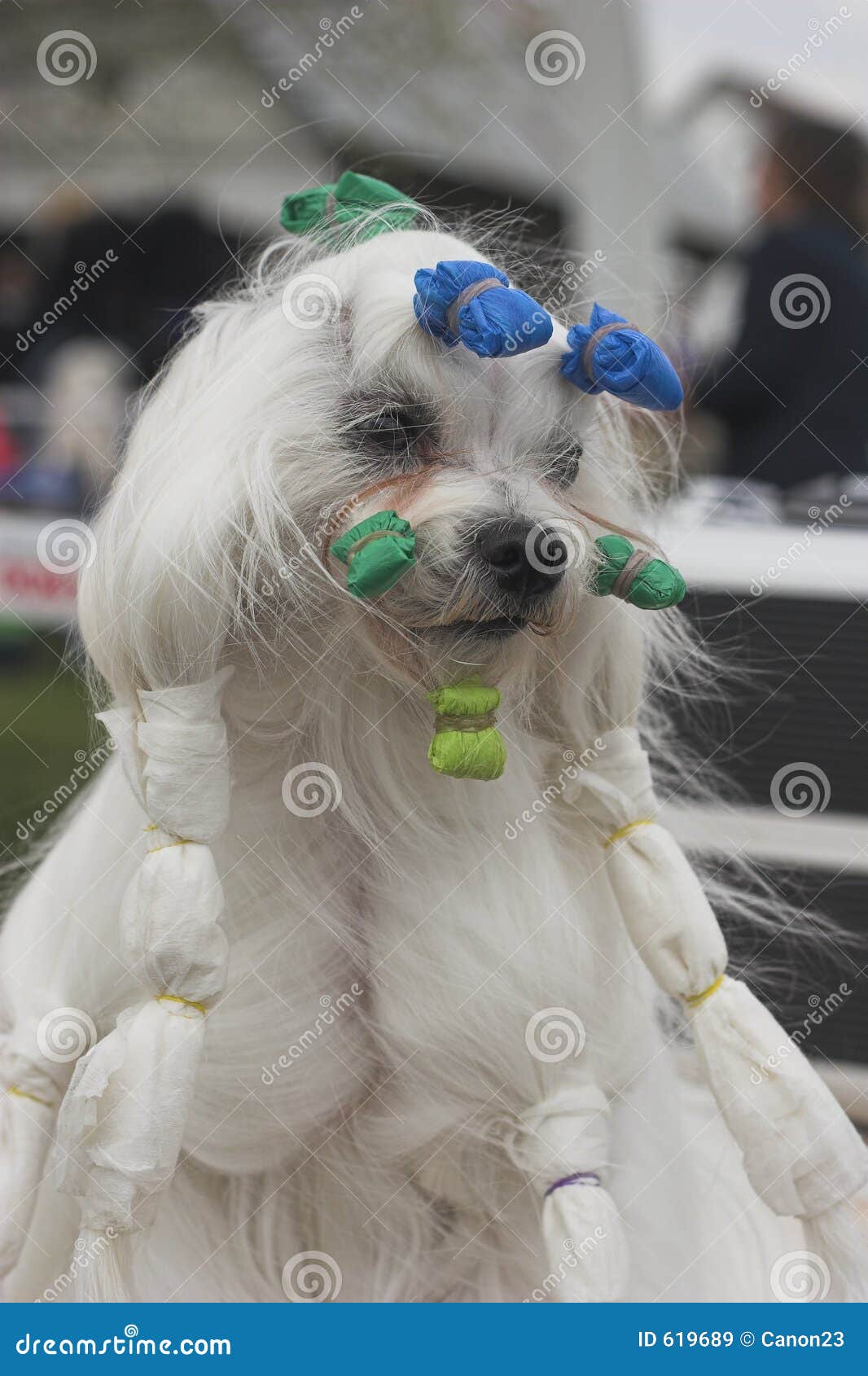 Dog With Ribbon Picture. Image: 619689