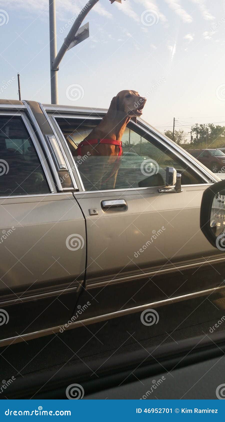 Dog rider stock image. Image of music, road, rage, rider - 46952701