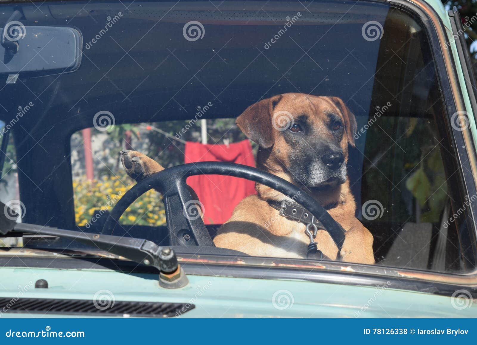 The dog rides in the car stock photo. Image of ride, animal - 78126338