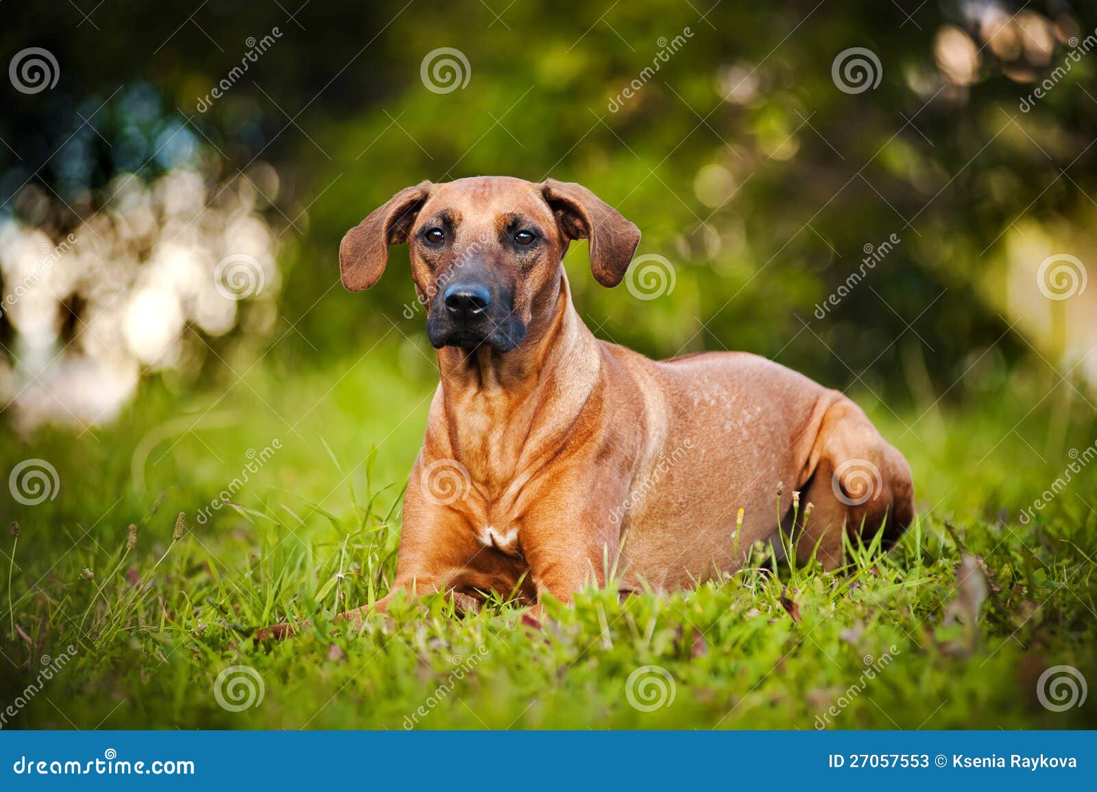 Dog Ridgeback Lying on the Grass Stock Image - Image of canine ...