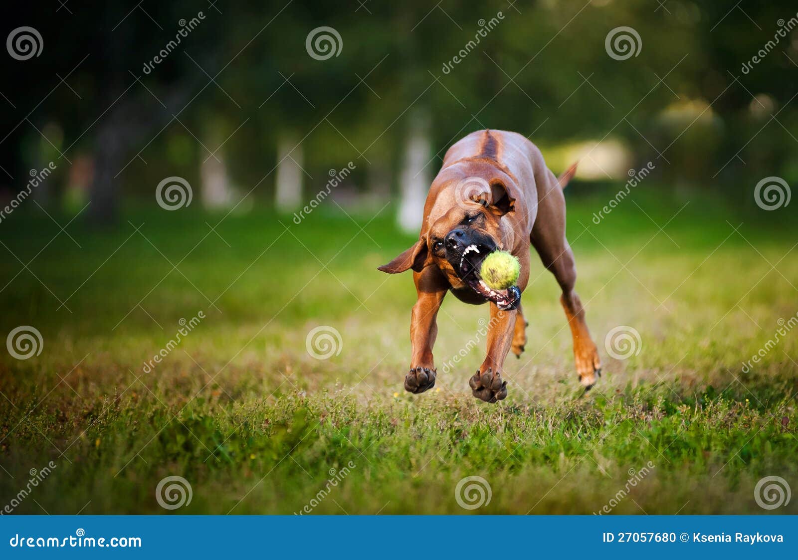 Dog Ridgeback Playing with Ball Stock Photo - Image of smiling, playful ...
