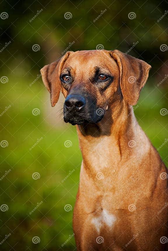 Dog Ridgeback portrait stock image. Image of green, friendship - 27057605