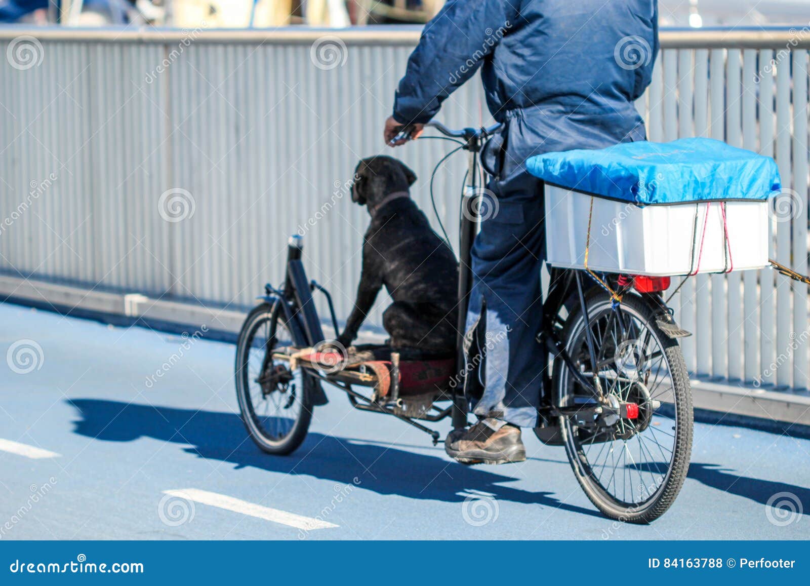 Dog Riding on a Bicycle stock photo. Image of commute - 84163788