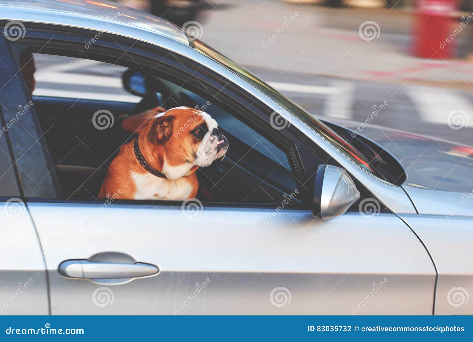 Dog Riding In Car Picture. Image: 83035732