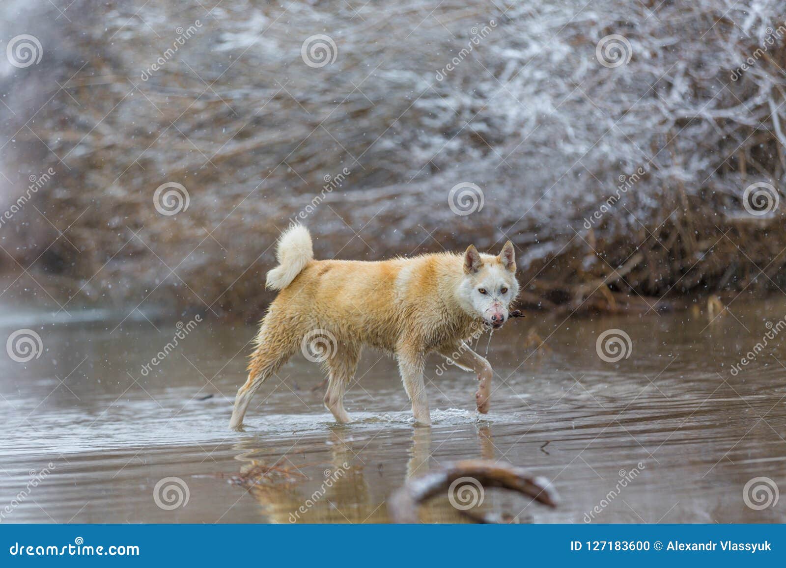 The dog on the river stock photo. Image of beauty, action - 127183600