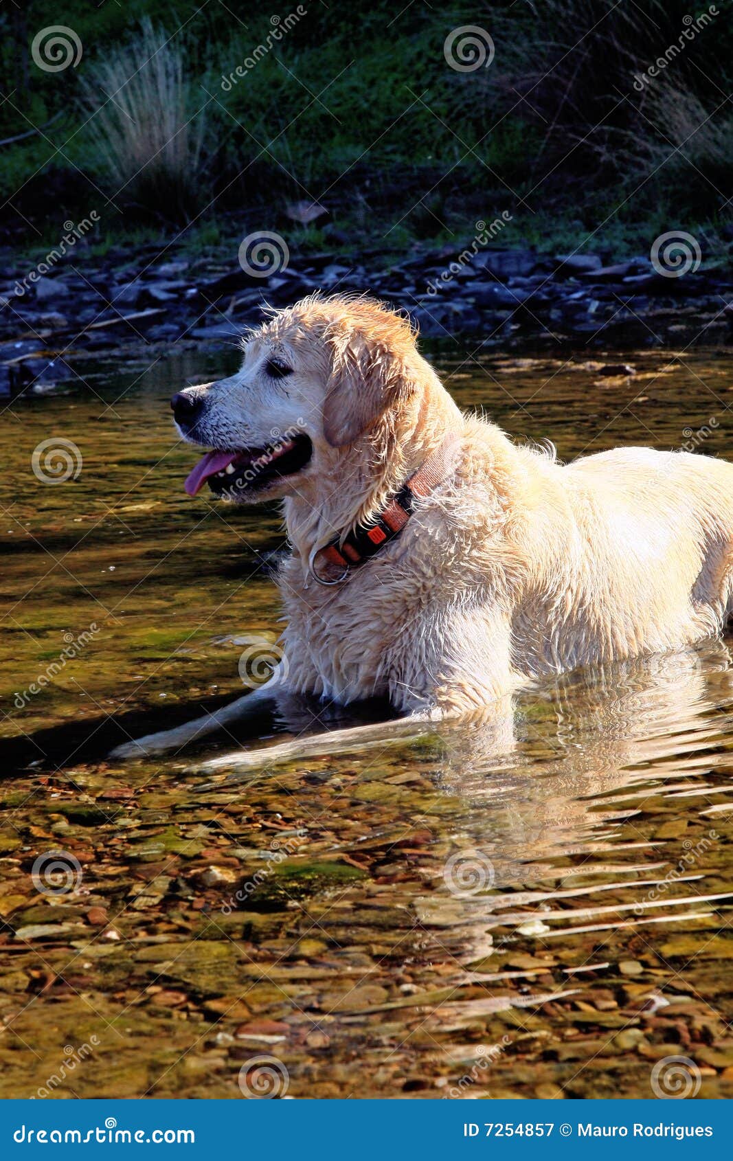 Dog on the river stock image. Image of sports, grass, canine - 7254857