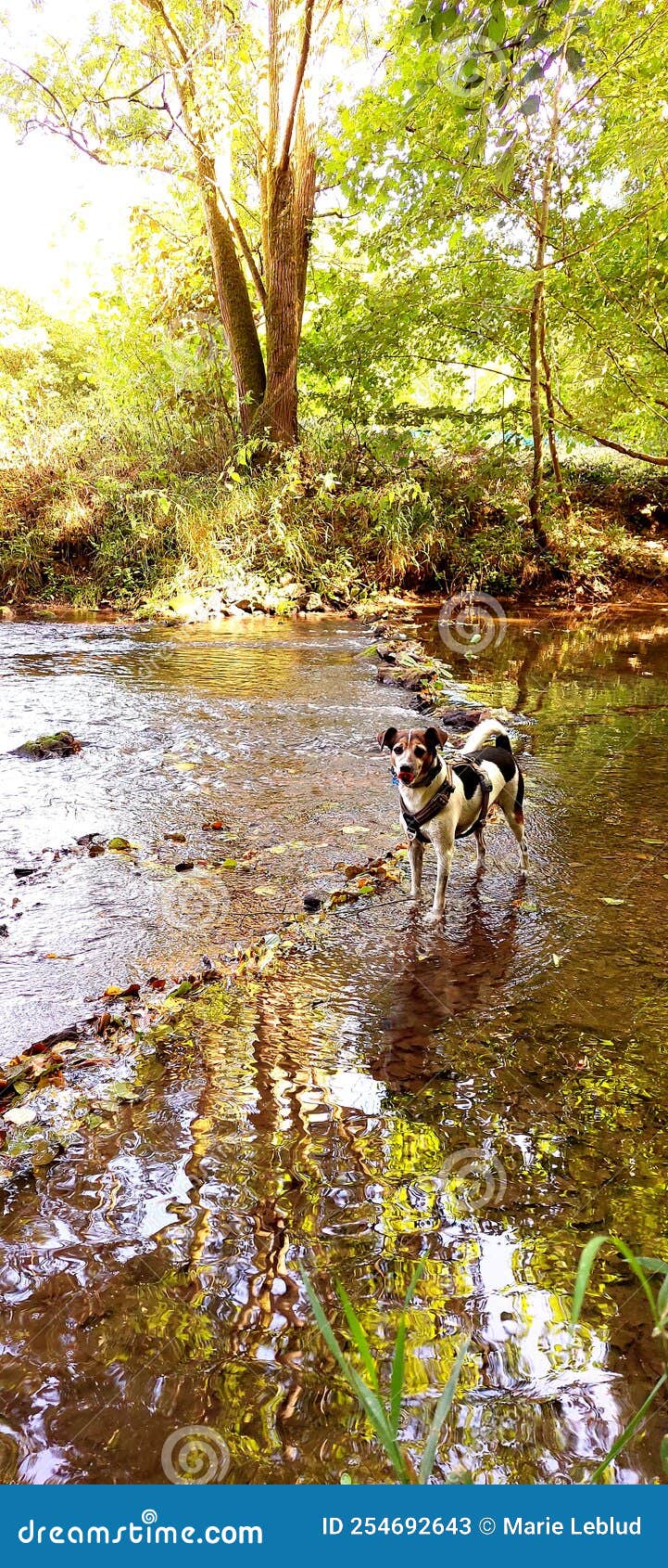 Dog in the River - Animals Water Stock Image - Image of river, animals ...