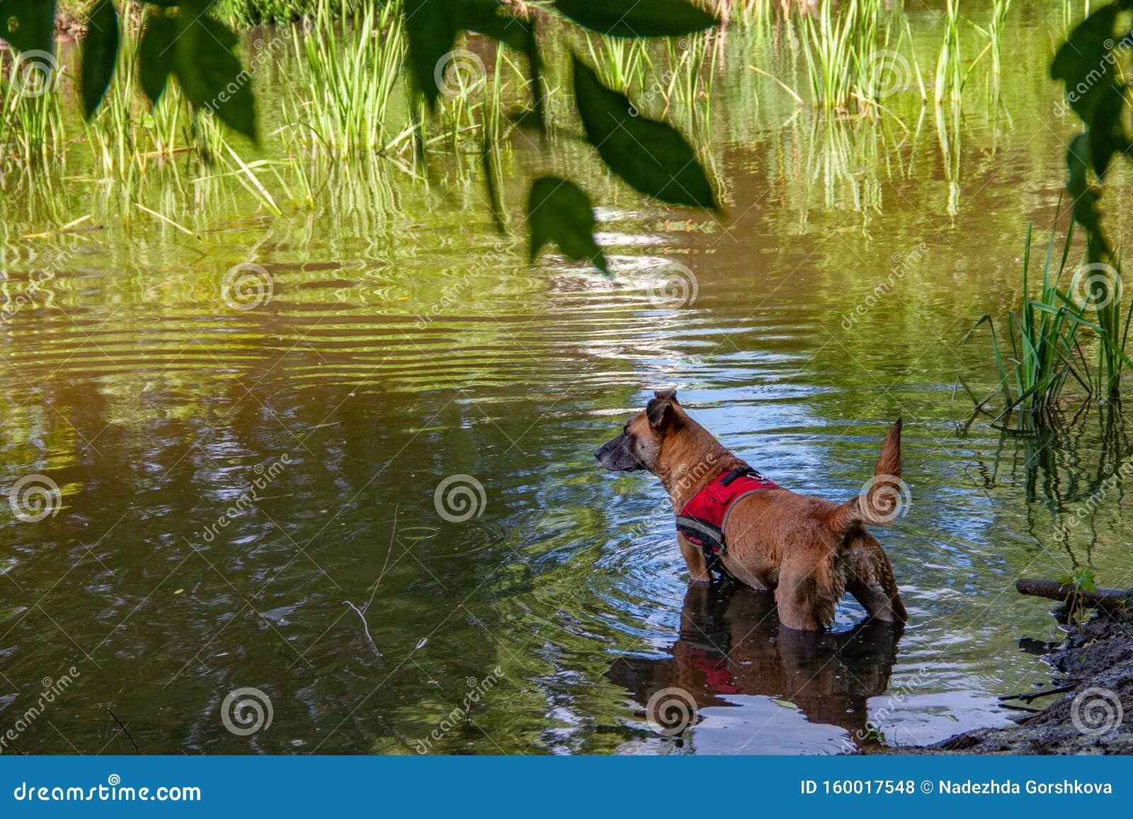 The dog in the river stock photo. Image of river, water - 160017548