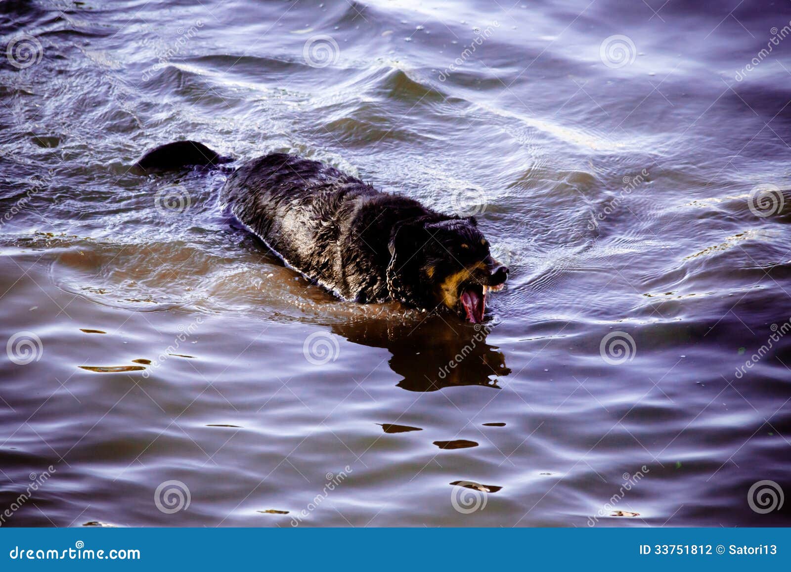Dog by the river stock photo. Image of canine, cute, domesticated ...