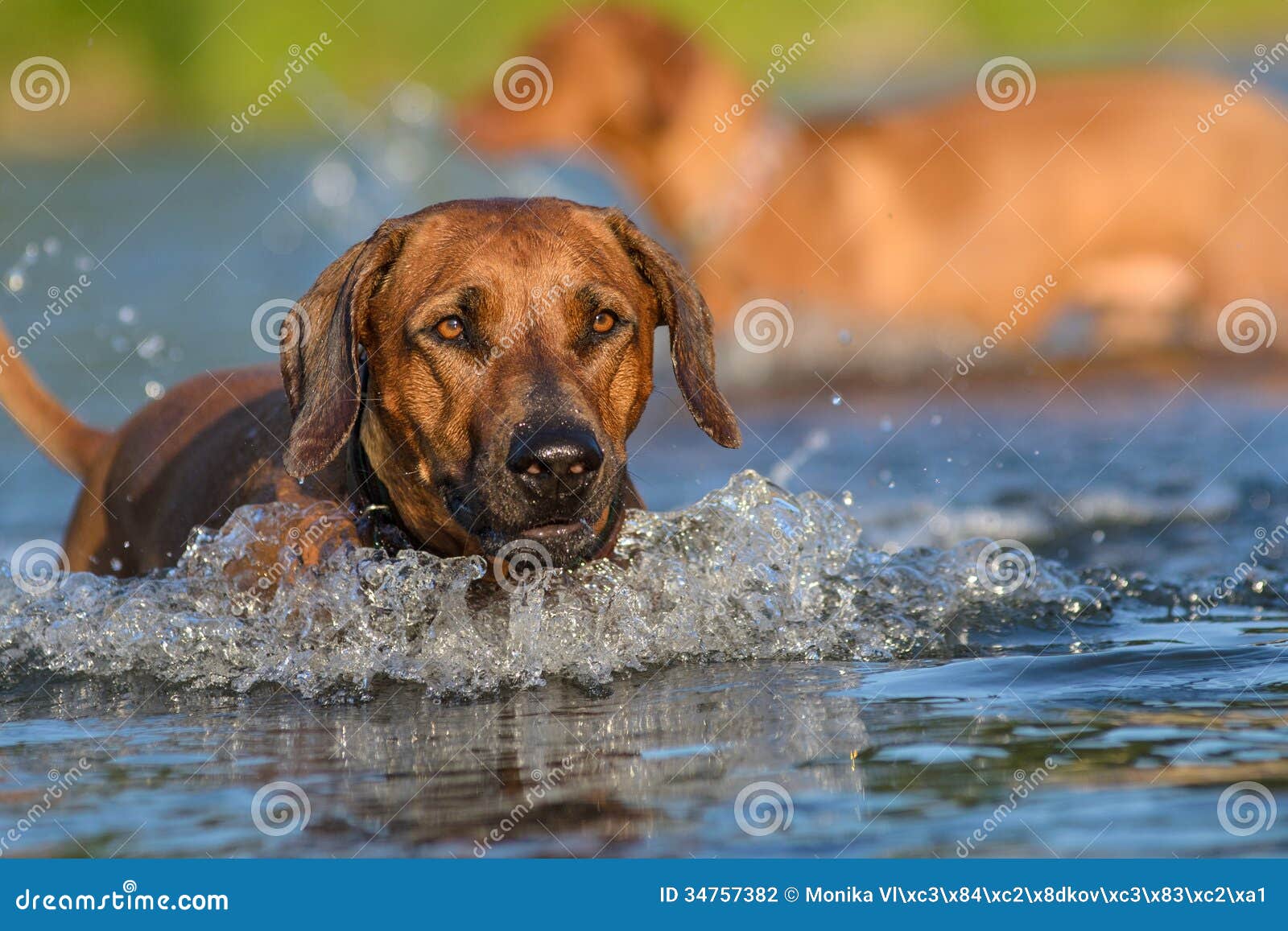Dog in river stock photo. Image of ridgeback, swim, water - 34757382