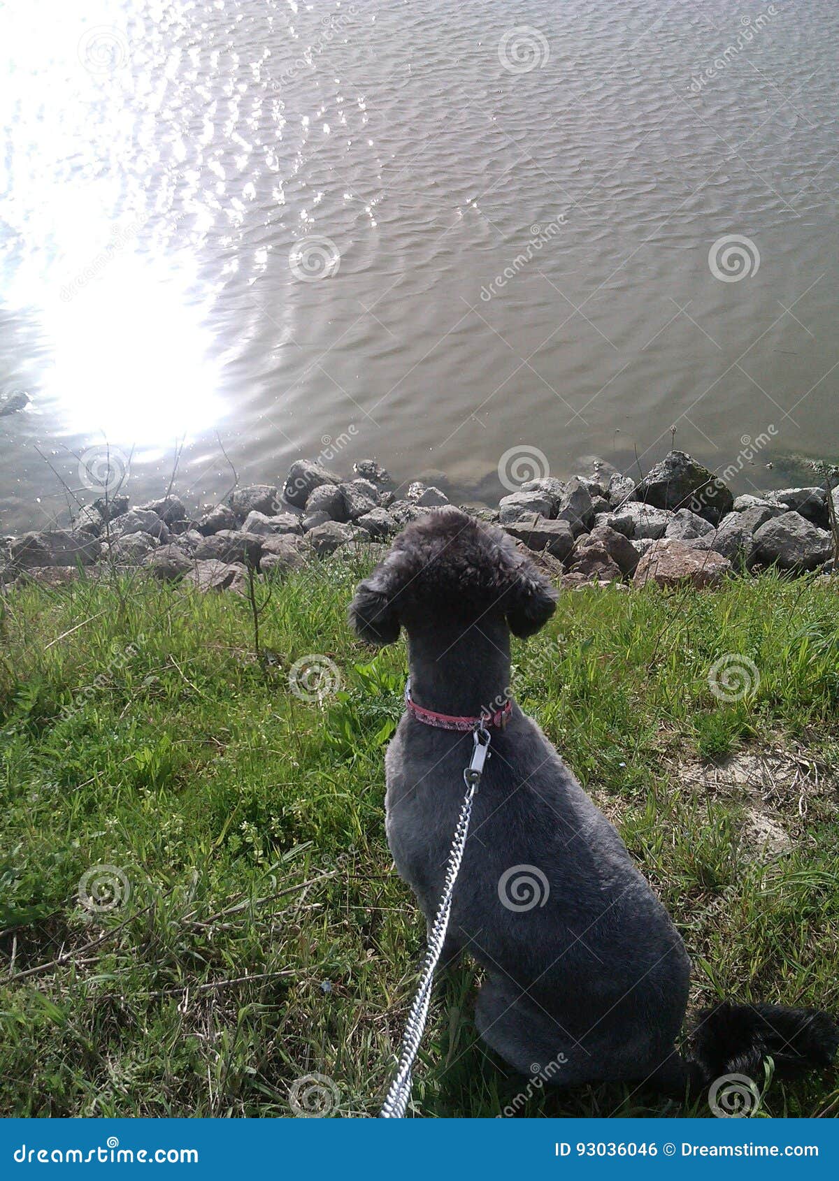 Dog at the river stock photo. Image of river, nature - 93036046